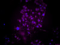 Oli-neu Mouse Oligodendroglial Precursor Cell Line | SCC261